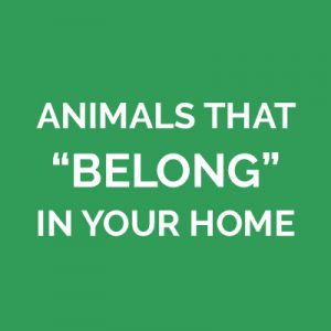 Critter Evictor | Texas Critter Removal Service