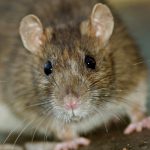 Critter Evictor | Texas Critter Removal Service