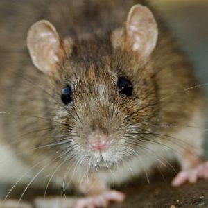 Critter Evictor | Texas Critter Removal Service