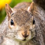 Critter Evictor | Texas Critter Removal Service