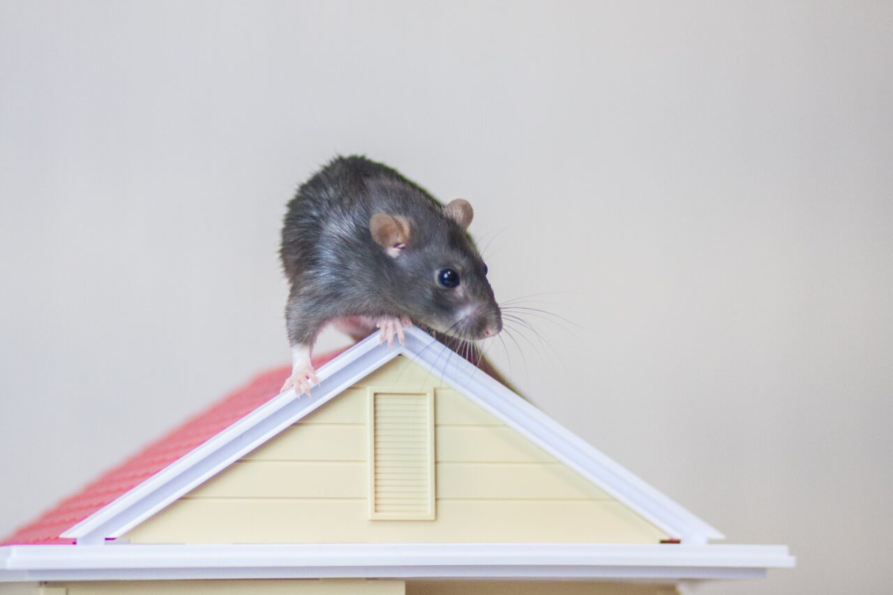 San Antonio Rat Removal | Humane Rodent Control Experts